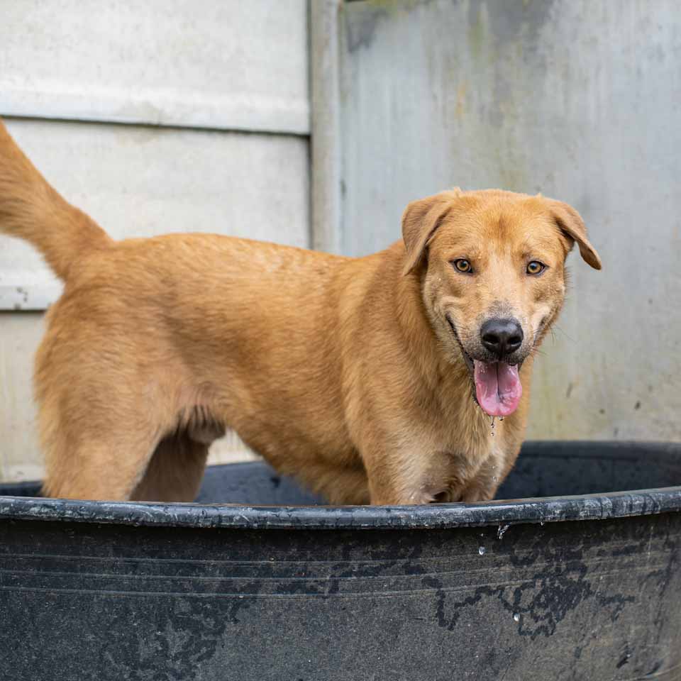 Adopt Pradit | Soi Dog Foundation